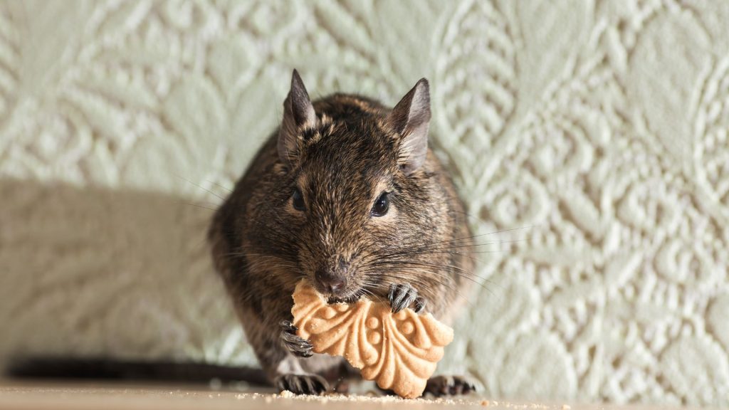 What damage can rodents cause on my property?