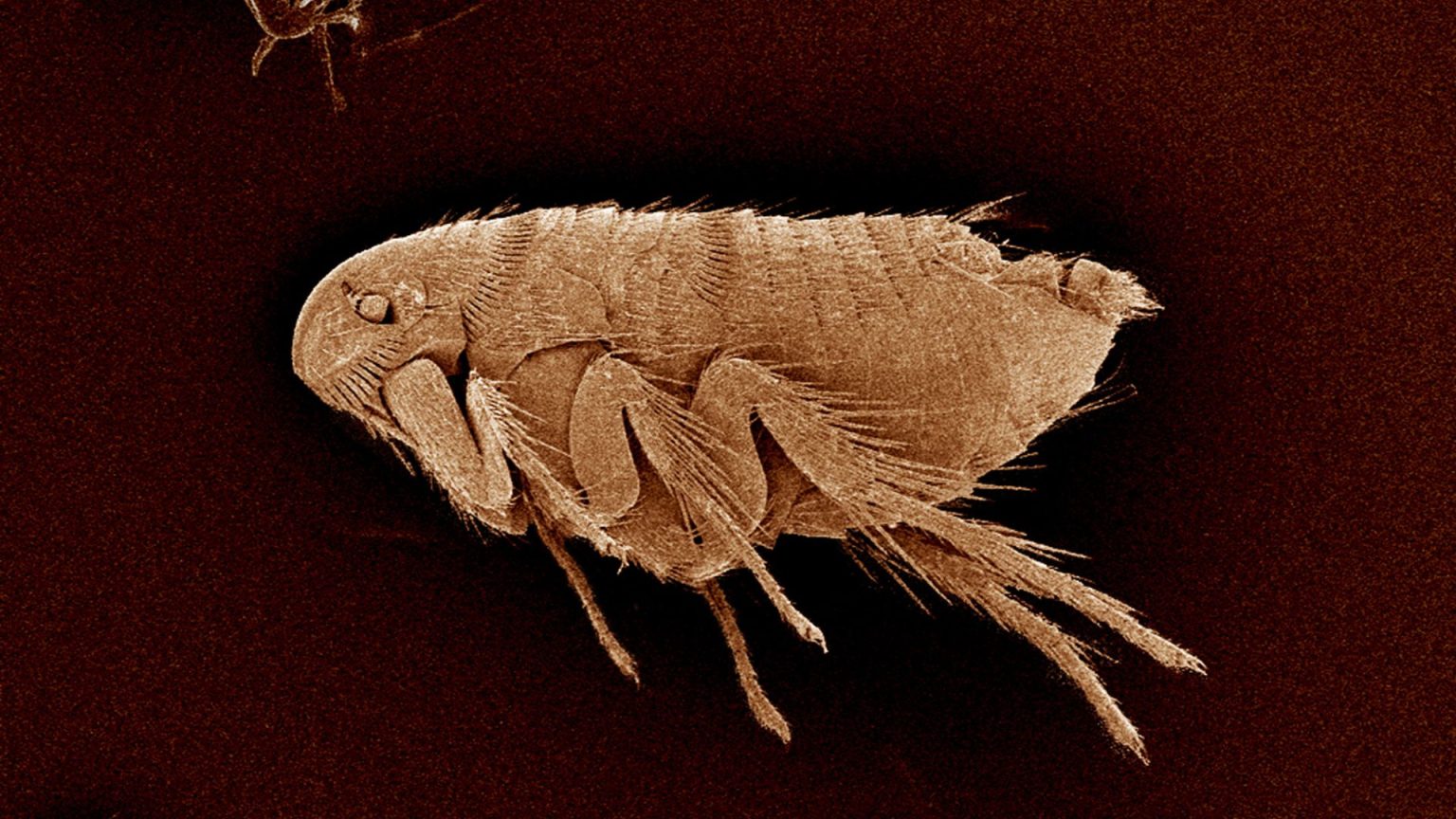 What Do Fleas Look Like? 5 Signs You Might Have Them