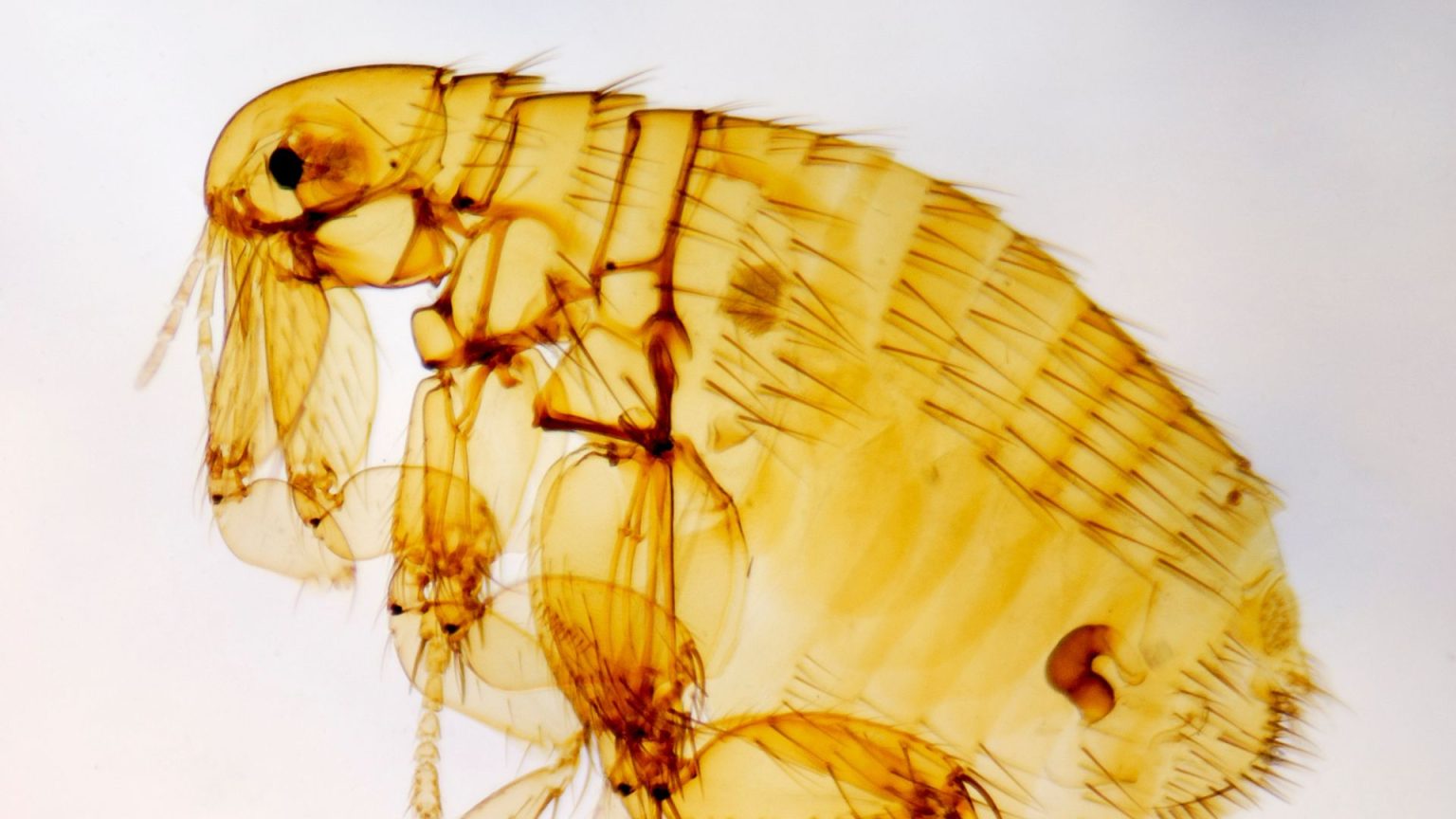 Tiny but Troubling: What Fleas Look Like and Why It Matters