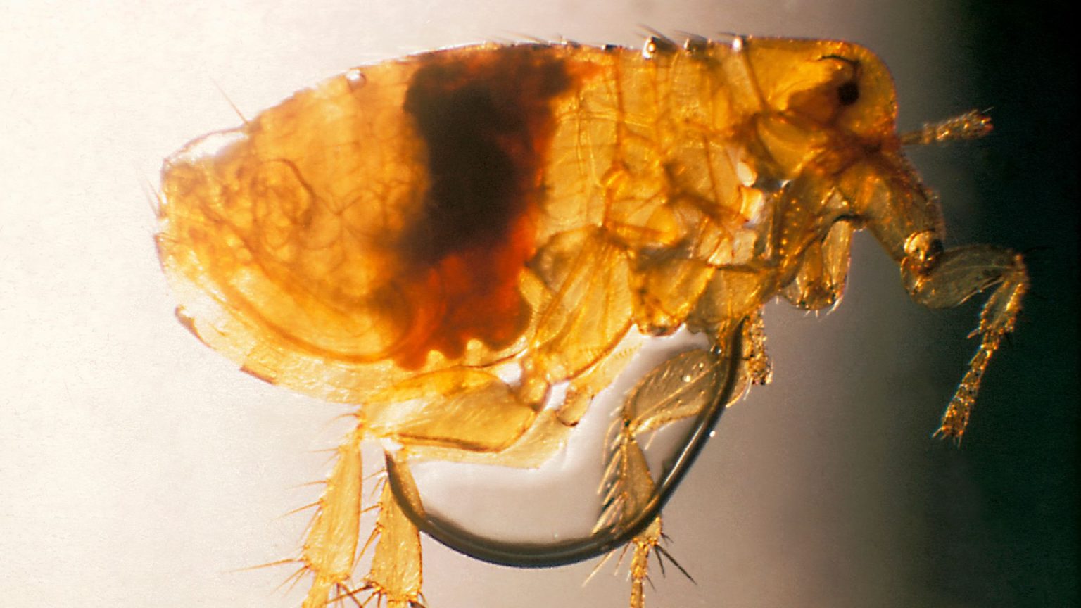 What Do Fleas Look Like? 5 Signs You Might Have Them