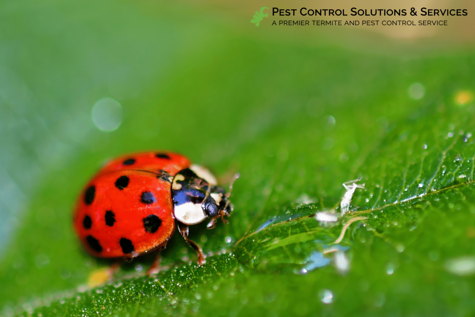 How Pest Protection Plans Keep Your Home Safe Year-Round