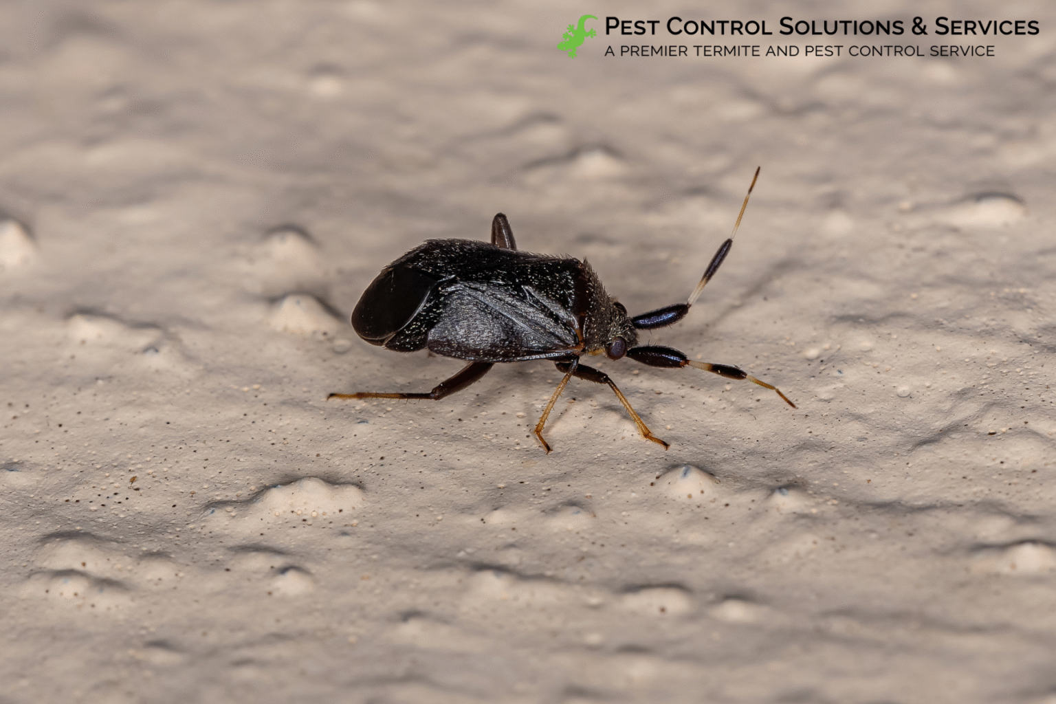 Tiny Black Bugs in Your Home: Causes & Solutions