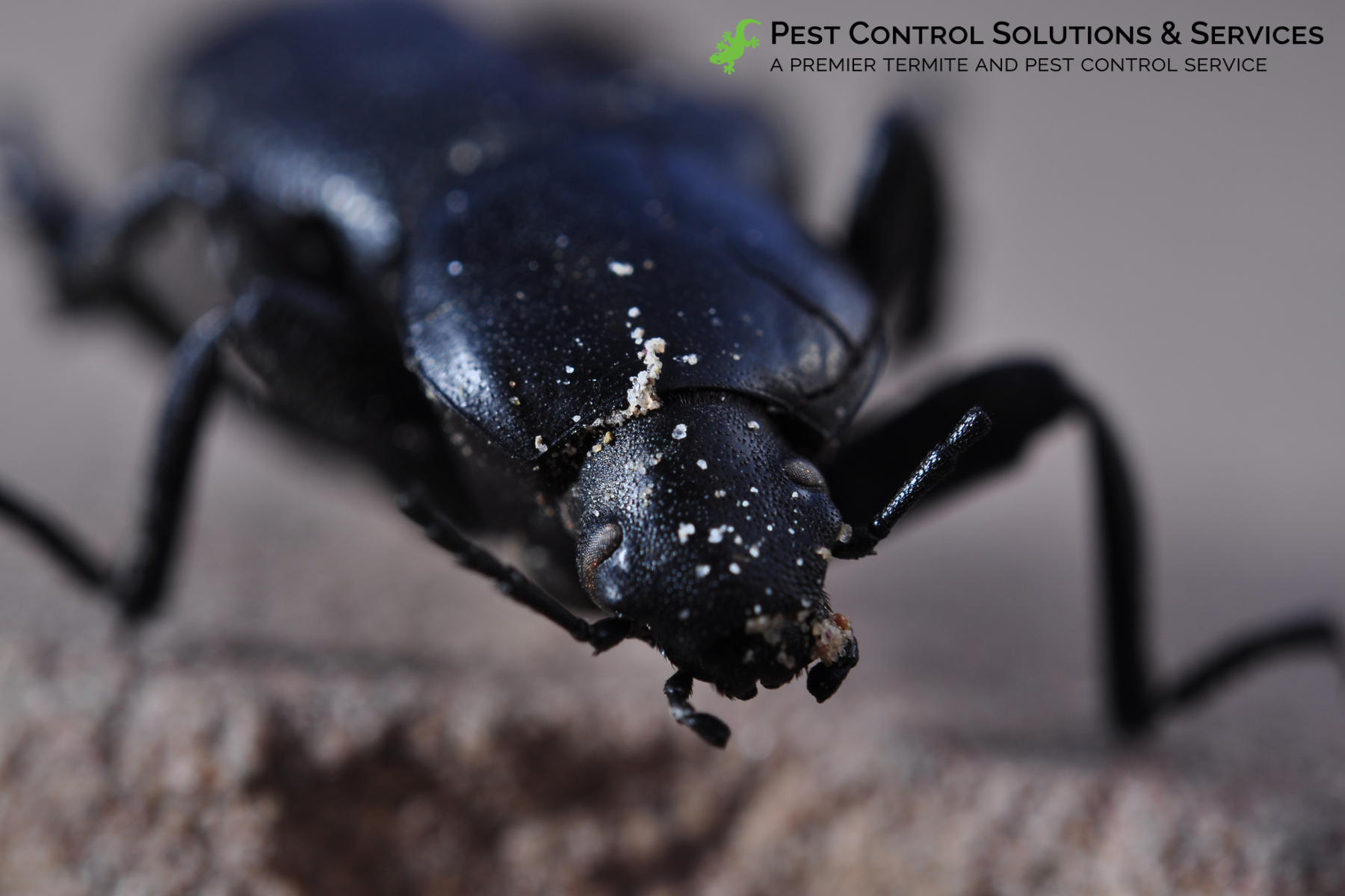 Tiny Black Bugs at Home? Causes & How to Stop Them
