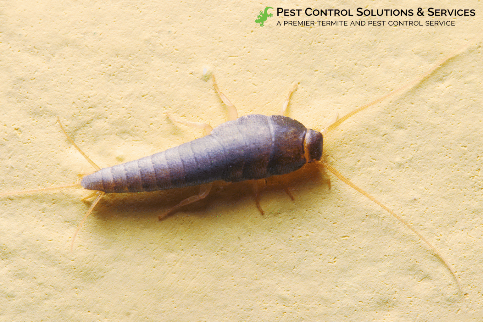 What Do Silverfish Eggs Look Like?