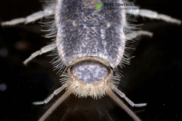 What Do Silverfish Eggs Look Like?