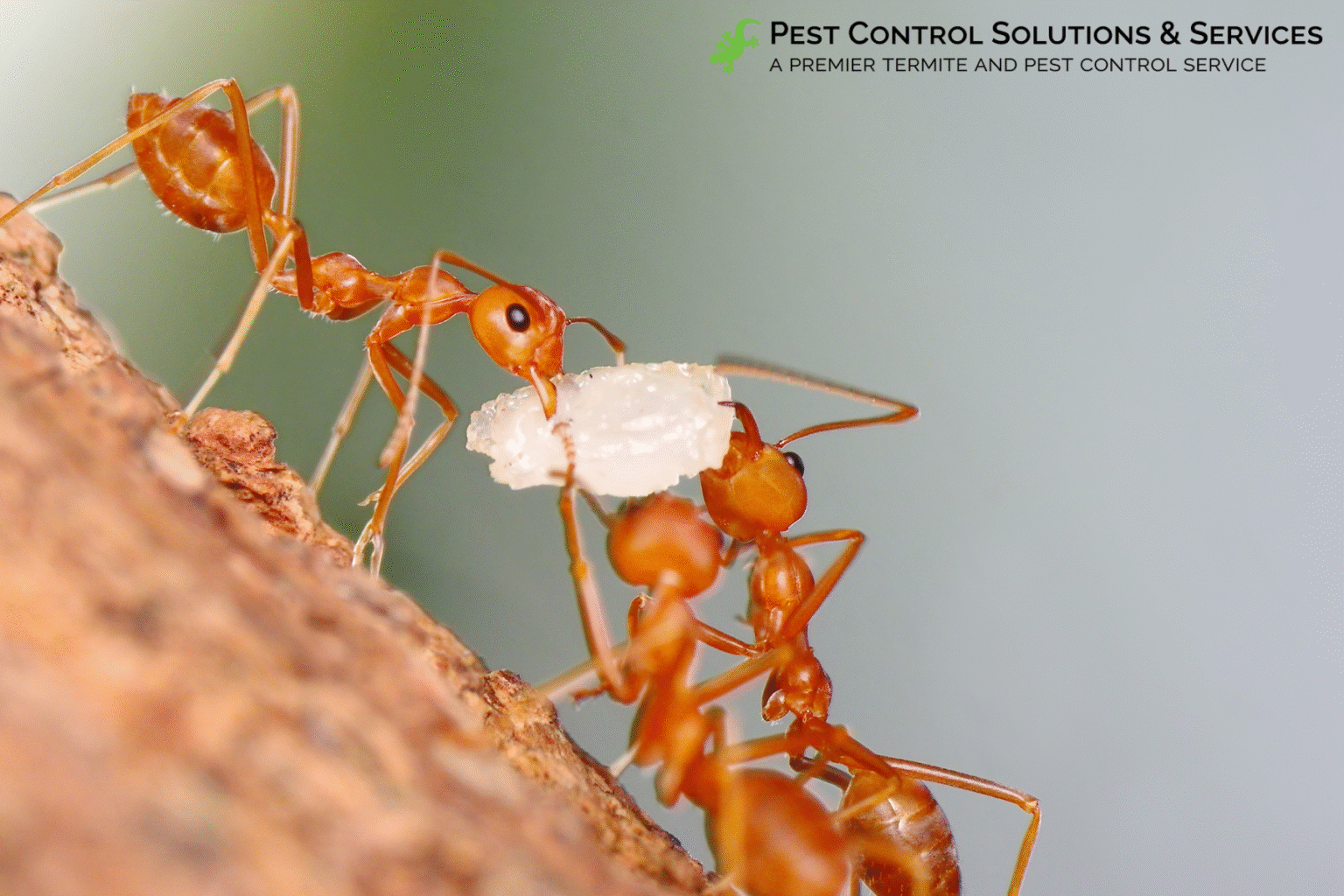 Understanding Ant Eggs and How to Handle Infestations