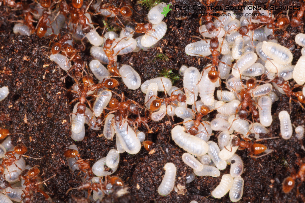 Understanding Ant Eggs and How to Handle Infestations