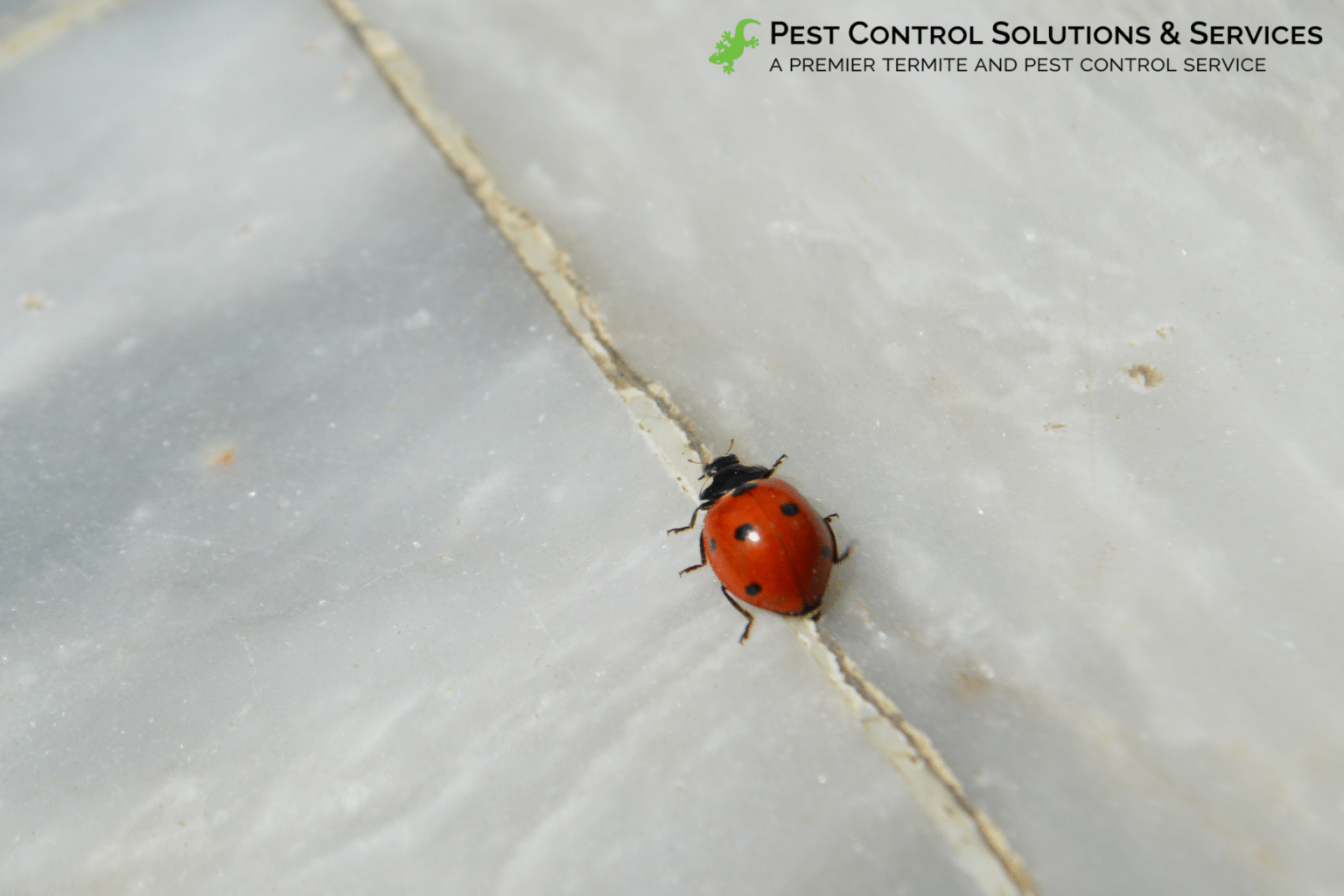 Spot Baby Bed Bugs & Prevent Infestations Effectively