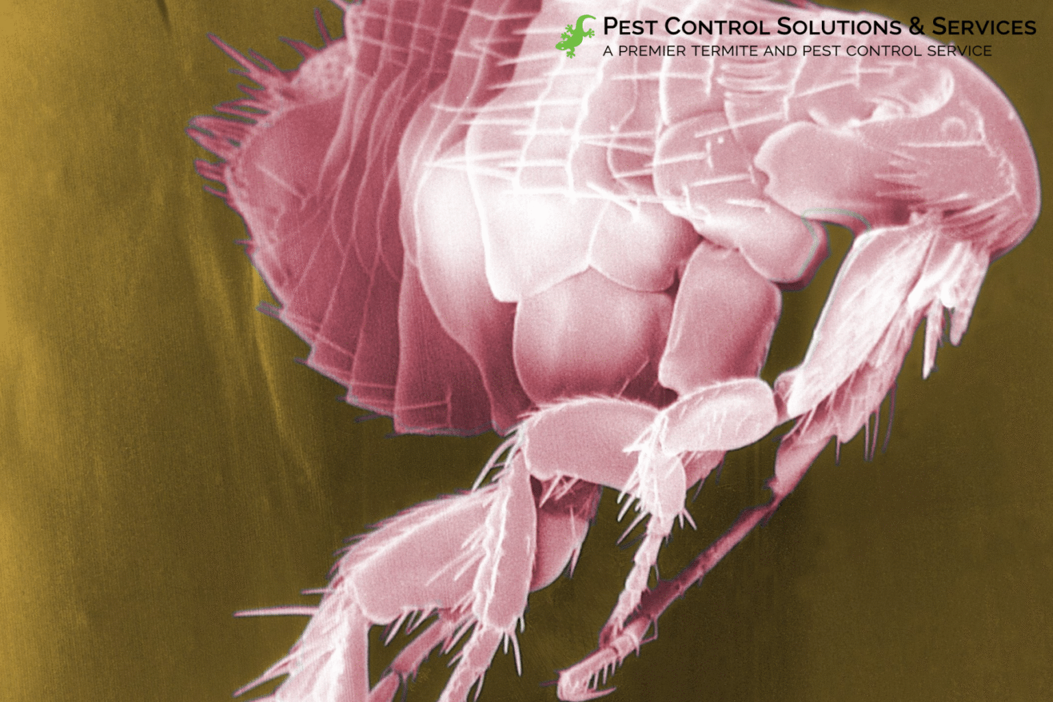 What Do Fleas Look Like? 5 Signs You Might Have Them