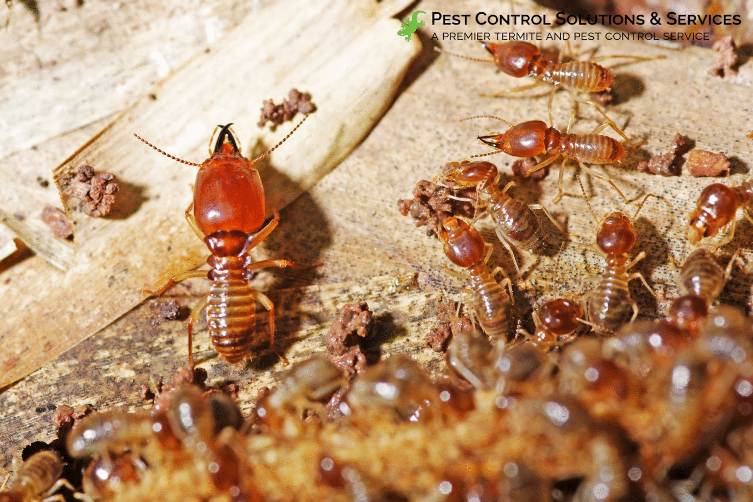 Baby Termites Guide What They Look Like