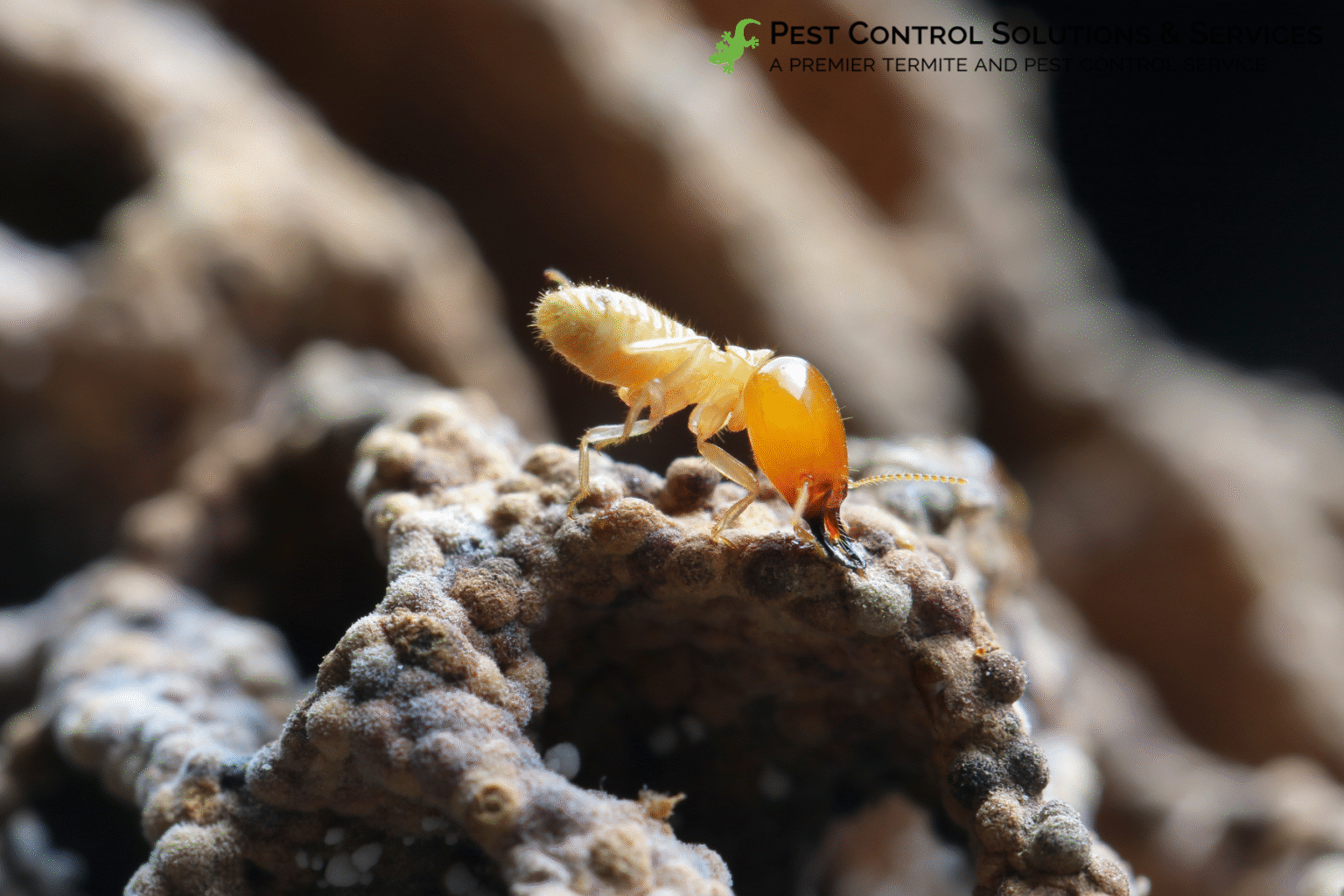 Termites vs. Ants: What’s Crawling Around Your Home