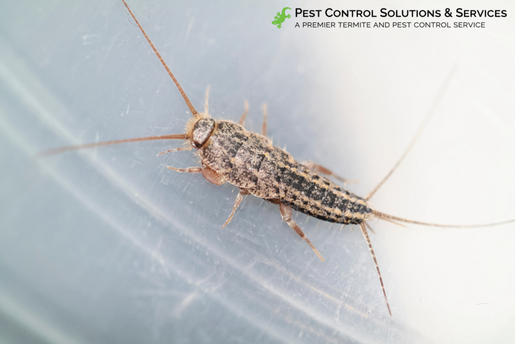 Worried About Silverfish Bites? Know the Facts