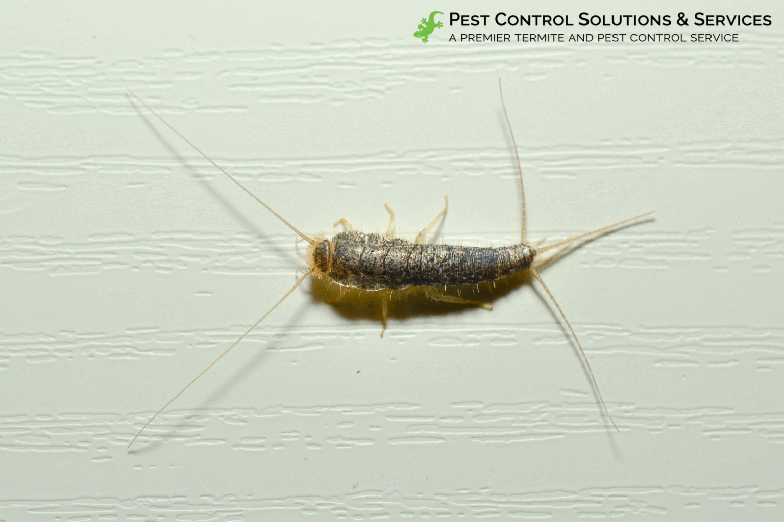 Effective Silverfish Traps: Simple DIY Solutions