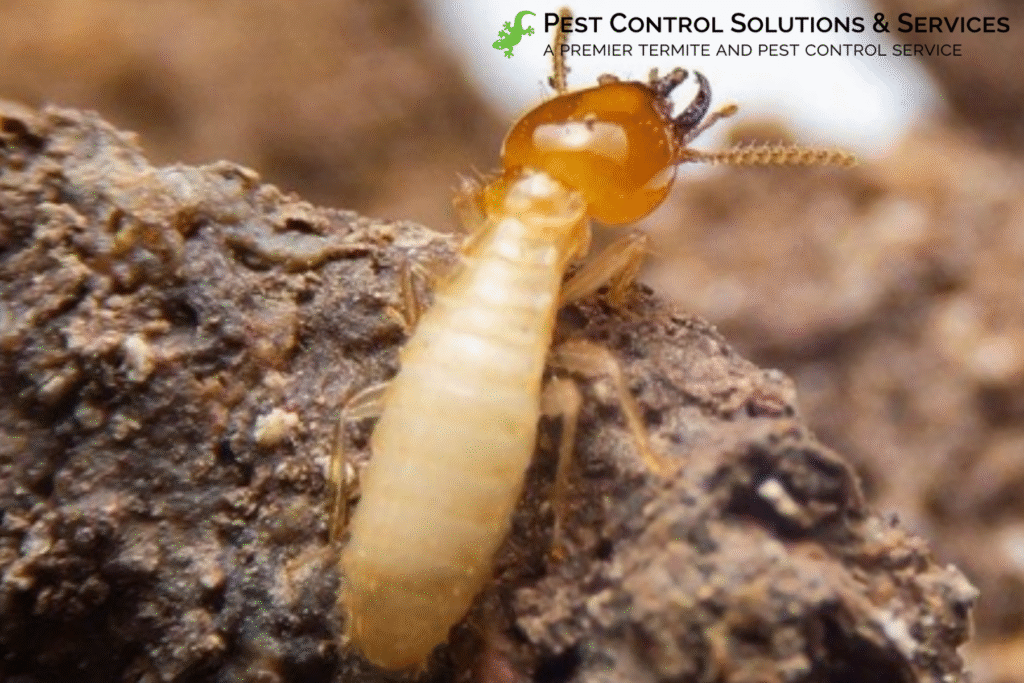 Baby Termites Guide What They Look Like