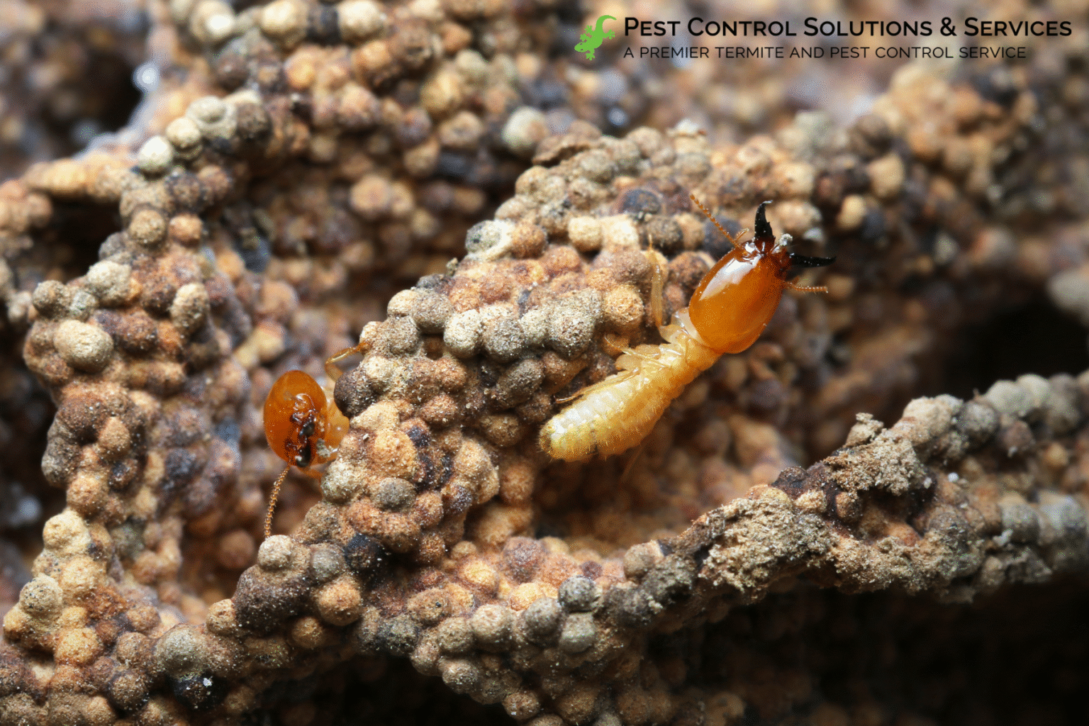 Baby Termites Guide What They Look Like