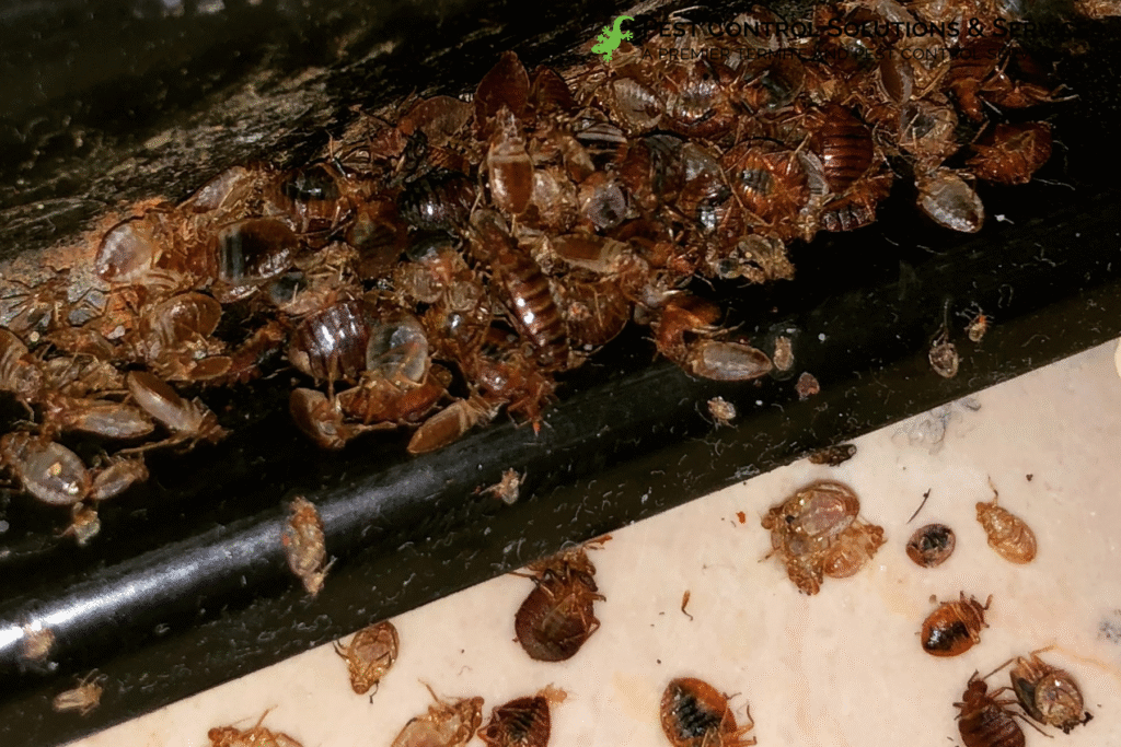Spot Baby Bed Bugs & Prevent Infestations Effectively