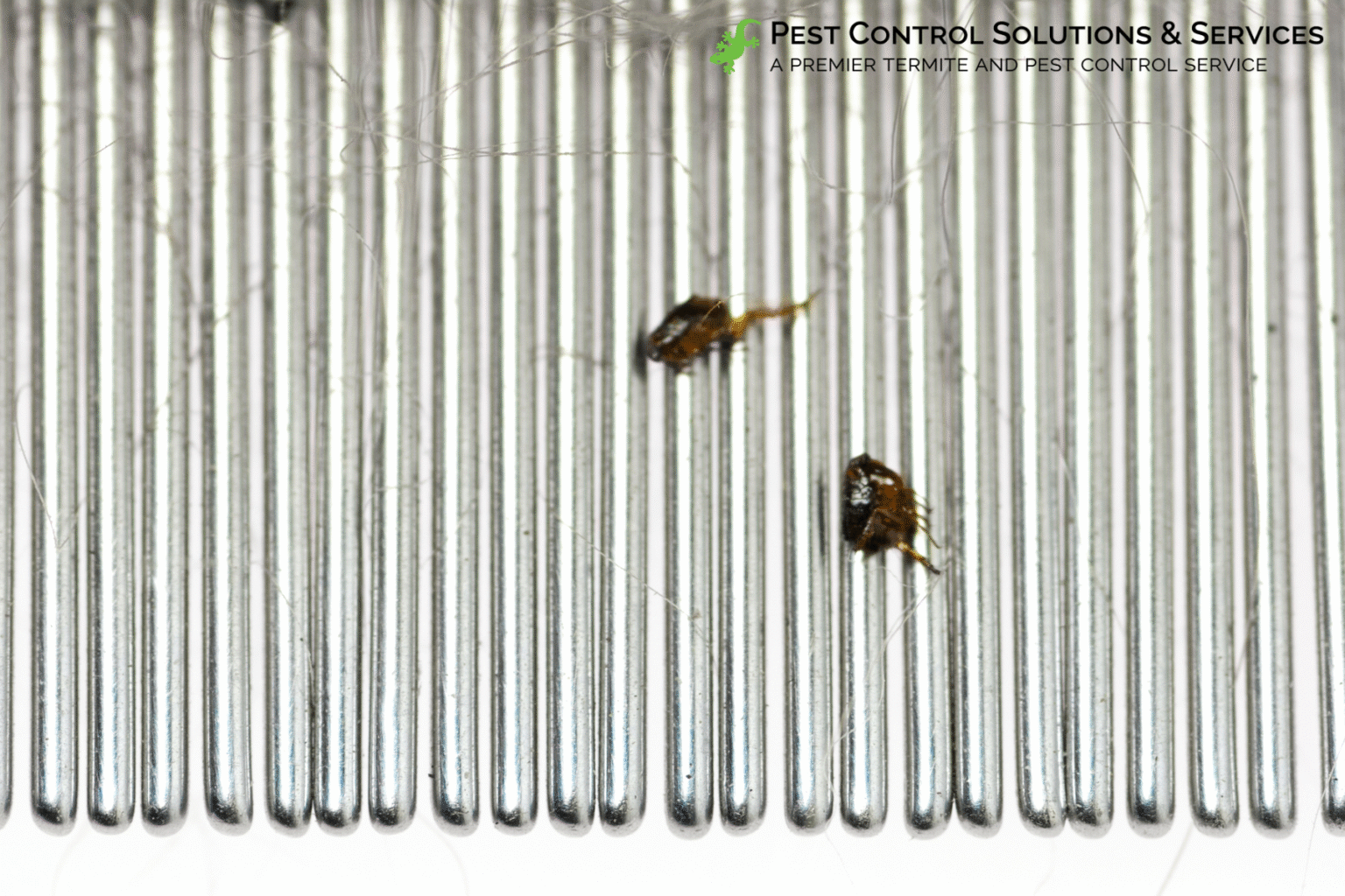 Seeing Fleas Under a Microscope: What You Need to Know