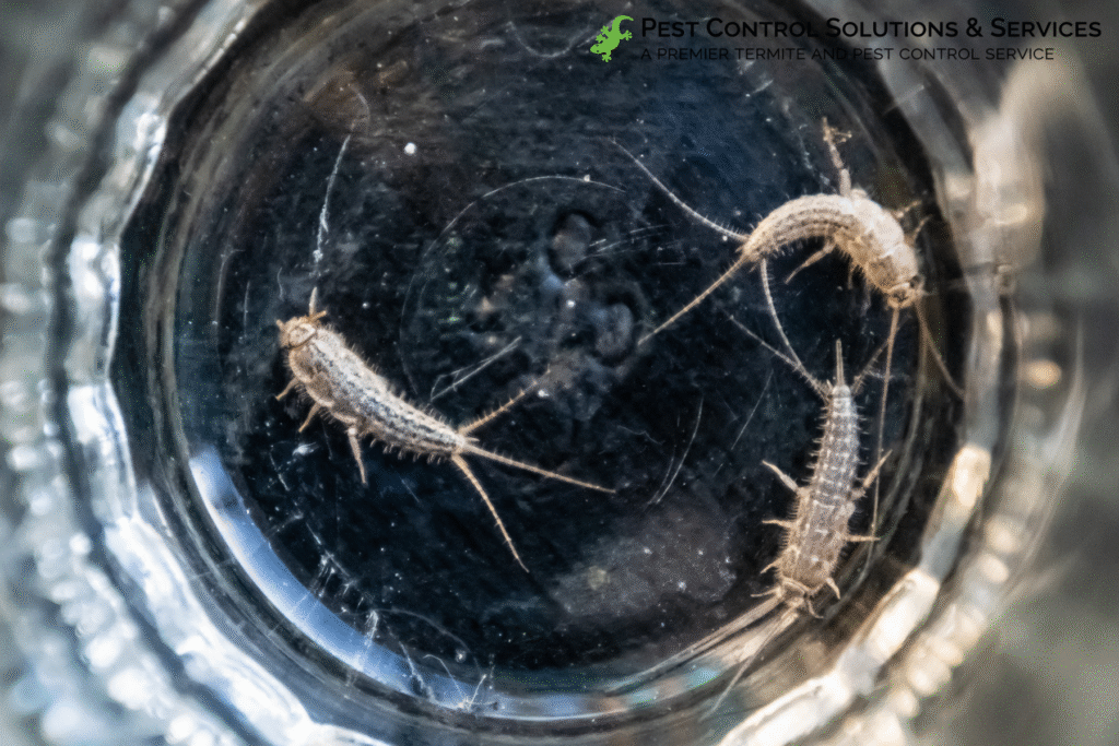 What Do Silverfish Eggs Look Like?