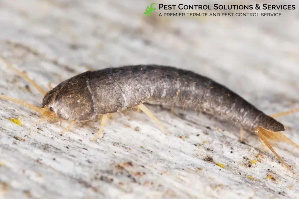 Worried About Silverfish Bites? Know the Facts